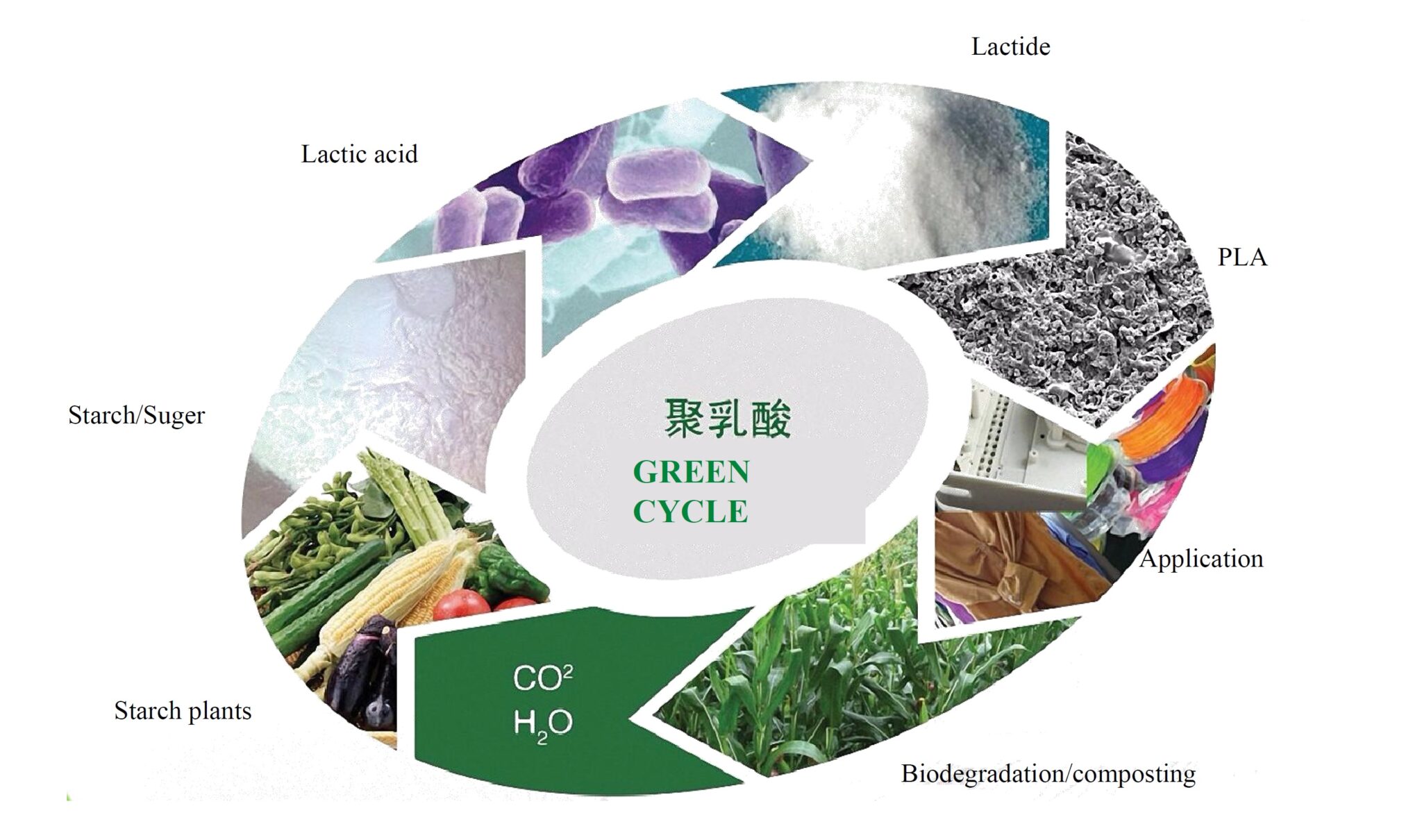 PLA Foam | Polylactic acid (biodegradable plastic)